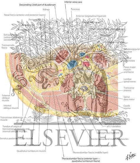 Lumbar Region of Back: Cross Section Transverse Section Through Lumbar ...