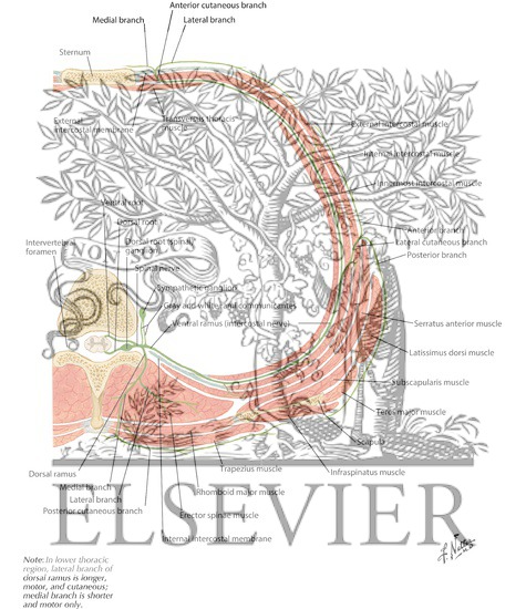Schematic Diagram of Typical Spinal (Thoracic) Nerve Typical Thoracic ...