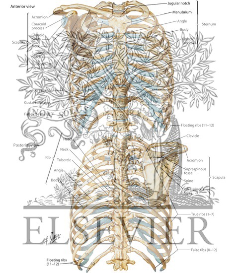Bony Framework of Thorax