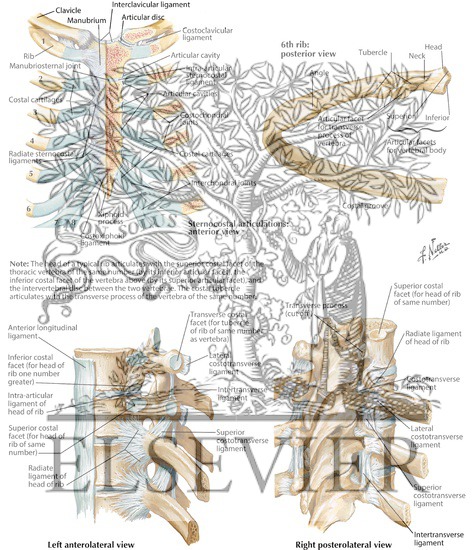 Ribs and Associated Joints