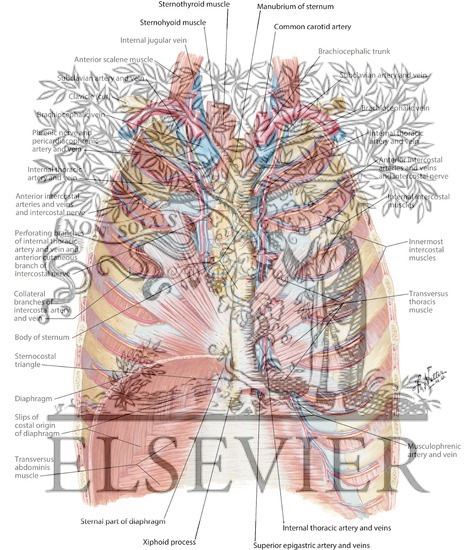 Anterior Thoracic Wall Anterior Thoracic Wall: Internal View