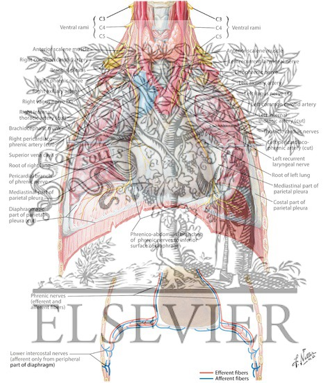 phrenic nerve peripheral
