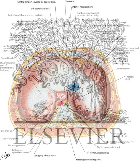 Diaphragm: Thoracic Surface