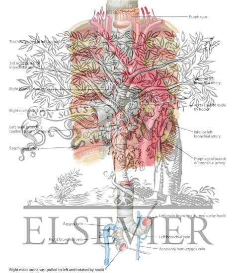 Bronchial Arteries and Veins