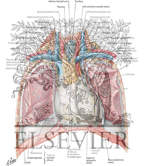 Thoracic Cage Heart In Situ