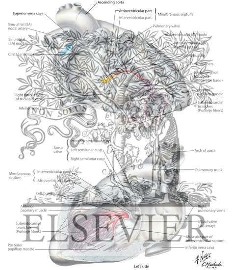 Anatomy of the Specialized Conduction System Conduction System of Heart