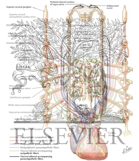 Innervation of Heart: Schema