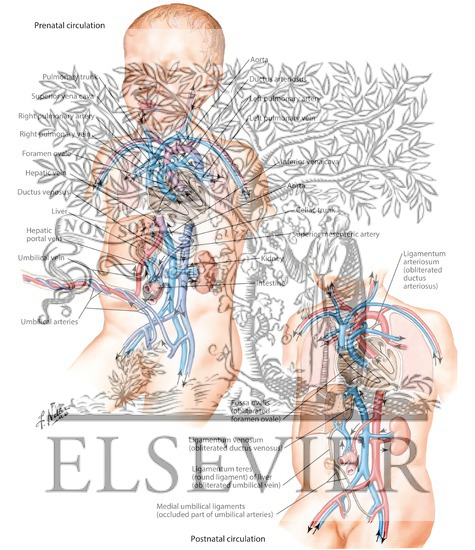fetal circulation labeled