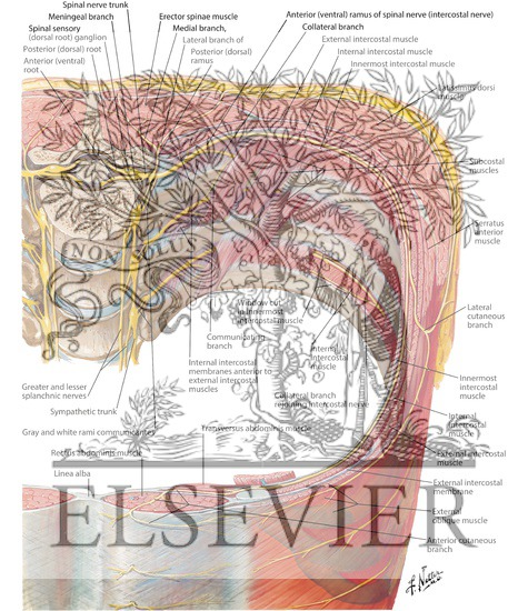 Thoracoabdominal Nerves Course of Typical Thoracic Nerve Innervation of ...