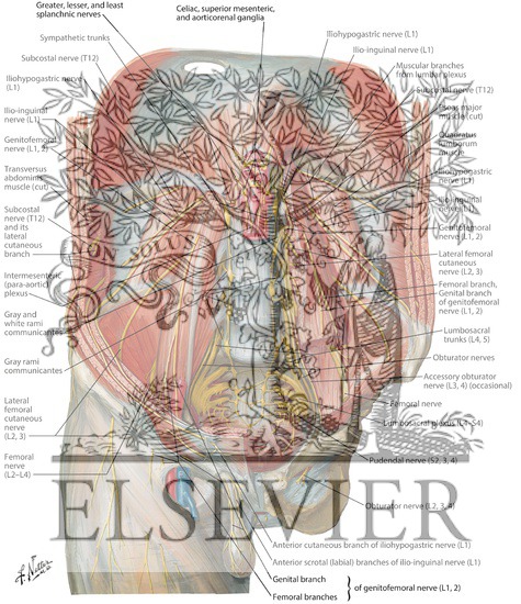 Innervation of Abdomen and of Perineum