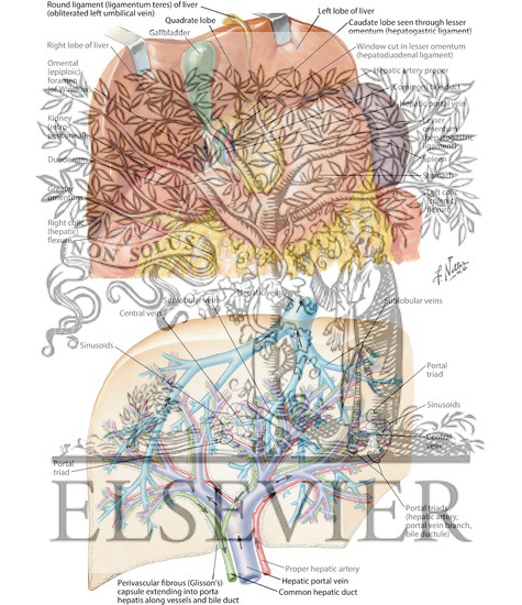 Liver In Situ: Vascular and Duct Systems