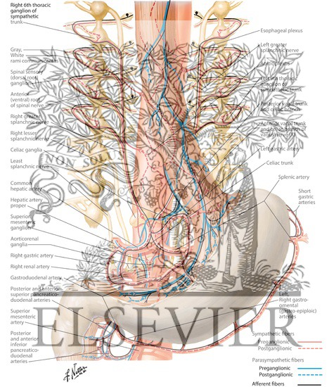Innveration of Stomach and Duodenum: Schema