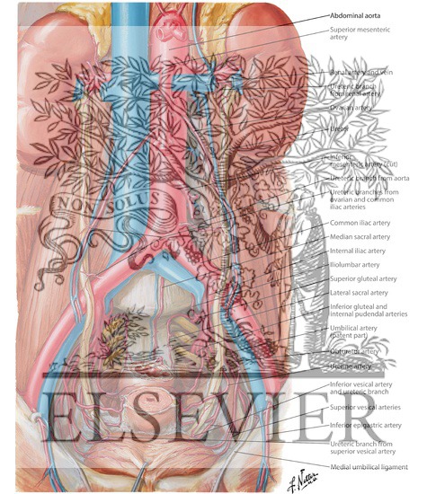Arteries of Ureters and Urinary Bladder Blood Supply of Ureters and Bladder