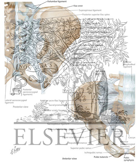 Bones and Ligaments of Pelvis