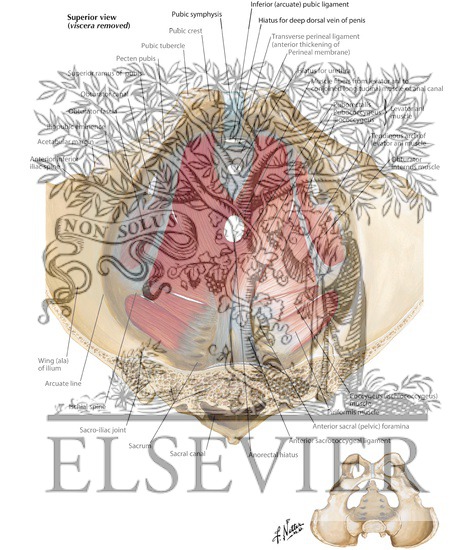 Pelvic Diaphragm: Male