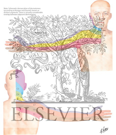 Dermal Segmentation of Upper Limb