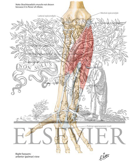 Individual Muscles of Forearm: Flexors of Wrist