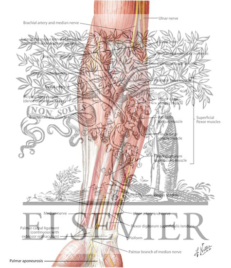 Muscles of Forearm (Superficial Layer): Anterior View