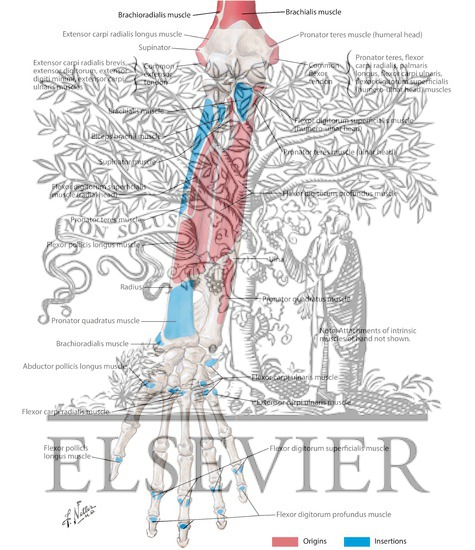 Attachments of Muscles of Forearm: Anterior View