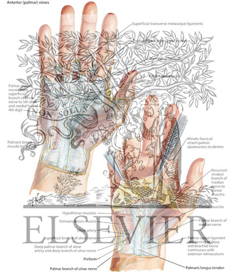 Skin and Subcutaneous Fascia of the Hand: Anterior Views