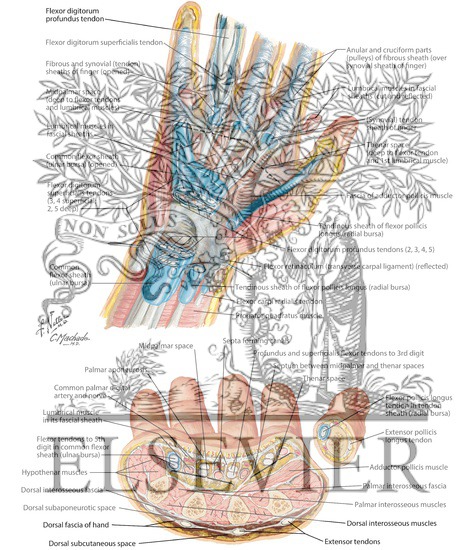 Spaces, Bursae, and Tendon and Lumbrical Sheaths of Hand Bursae, Spaces ...