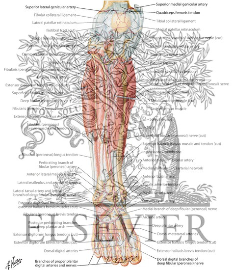 Muscles, Arteries, and Nerves of Leg: Deep Dissection (anterior view ...