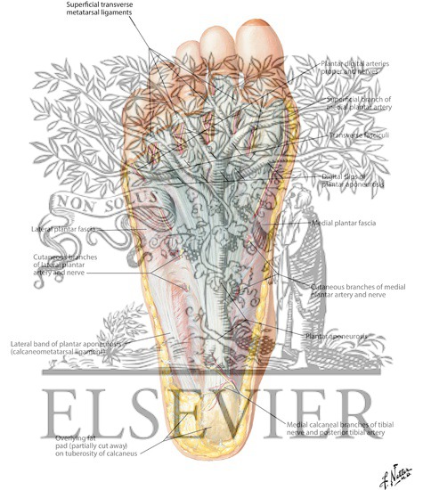 Sole of Foot: Superficial Dissection