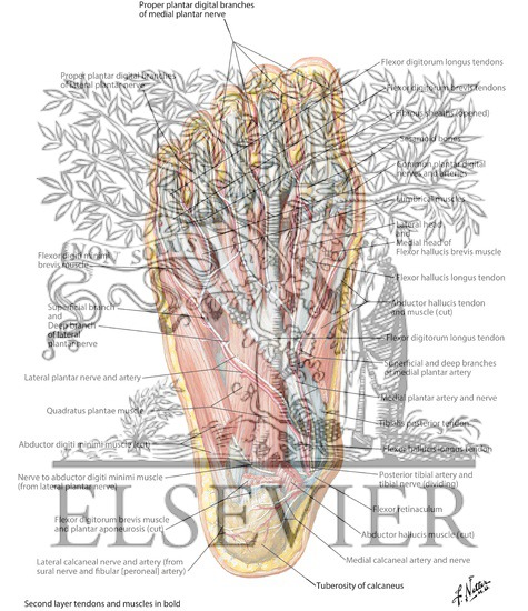 Muscles of Sole of Foot: Second Layer