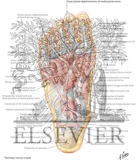 Muscles of Sole of Foot: Third Layer
