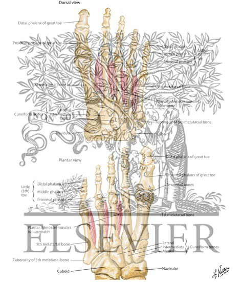 Interosseous Muscles of Foot Muscles: Fourth Plantar Layer