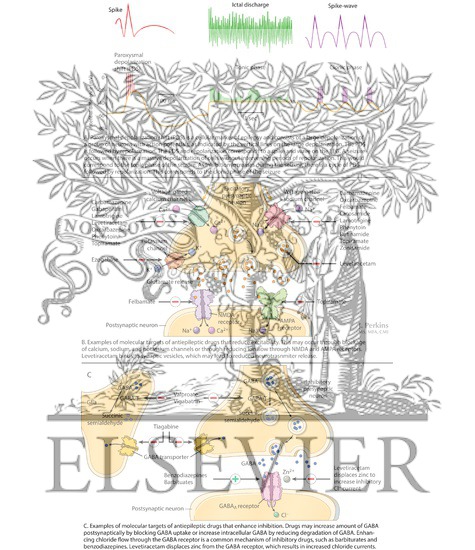 Neurobiology of Epilepsy (Continued)