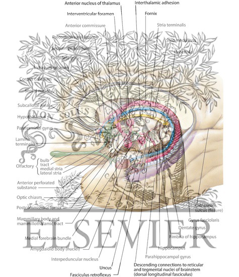 limbic system structures labeled