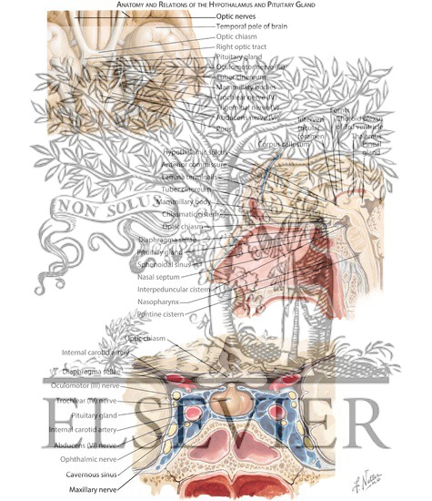 Anatomic Relationships of the Hypothalamus