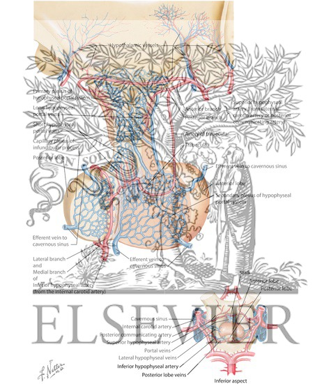 Blood Supply of Hypothalamus and Pituitary Gland