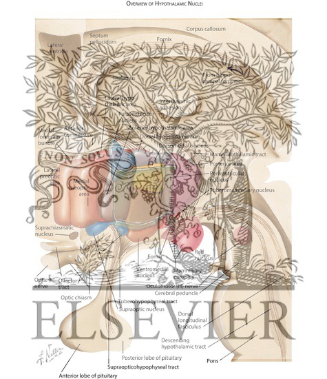 Schematic Reconstruction of Hypothalamus (Three-Dimensional)