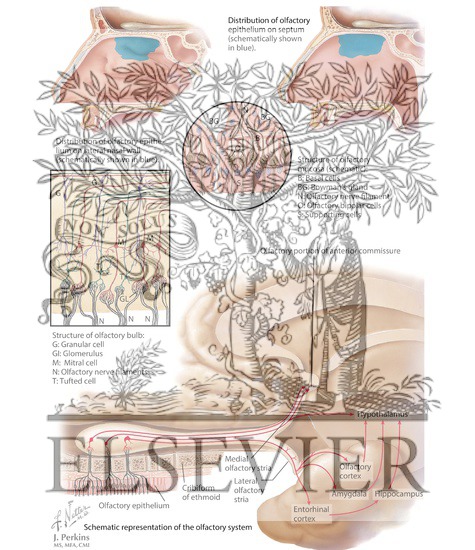 Olfactory Inputs to the Hypothalamus