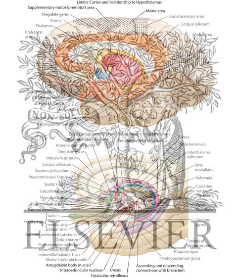 Limbic and Cortical Inputs to the Hypothalamus