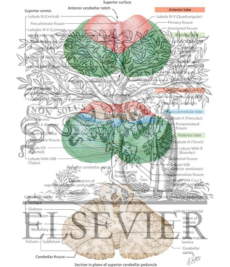 Cerebellum