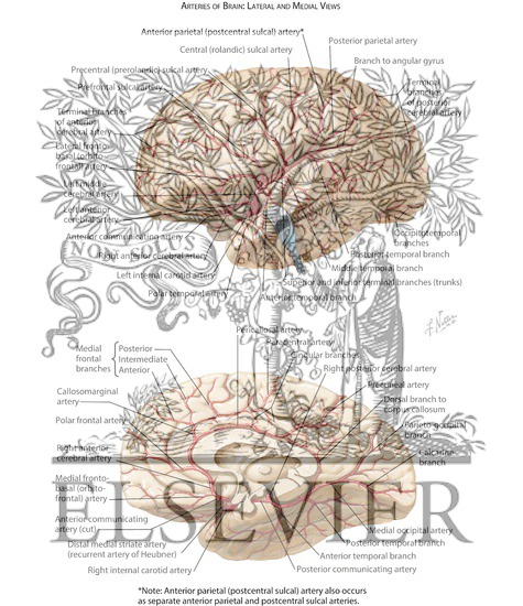 Arteries of Brain: Lateral and Medial Views Arterial Supply of the ...