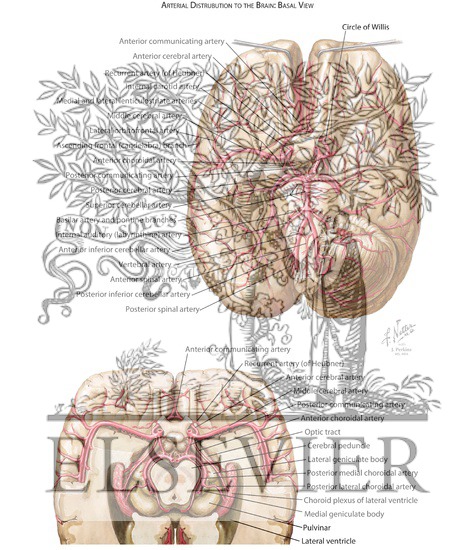 Arterial Distribution to the Brain: Basal View
