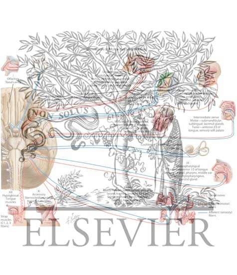 Cranial Nerves (Motor and Sensory Distribution): Schema