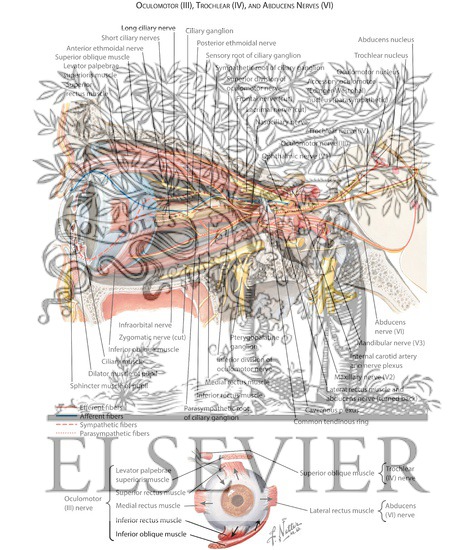 Oculomotor (III), Trochlear (IV) and Abducens (VI) Nerves and Ciliary ...
