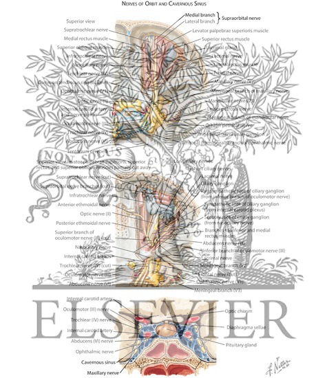 Cavernous Sinus Netter