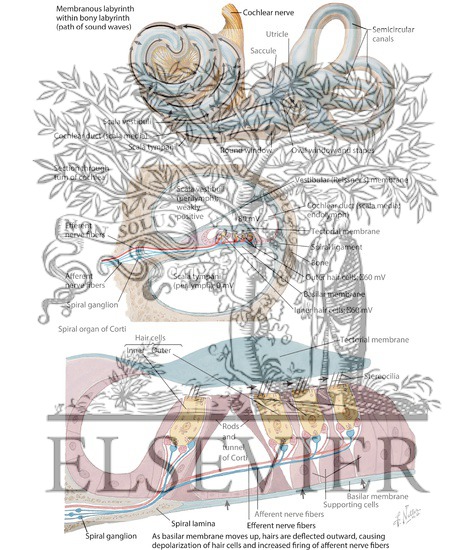 Cochlear Receptors
