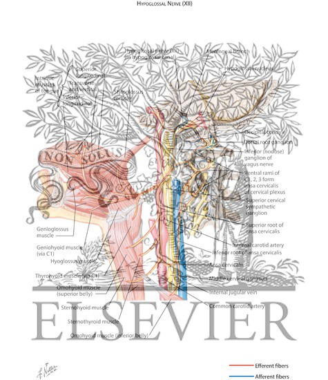 Hypoglossal (XII) Nerve Hypoglossal Nerve (XII) Hypoglossal Nerve (XII ...