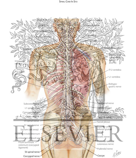 Spinal Cord and Ventral Rami In Situ