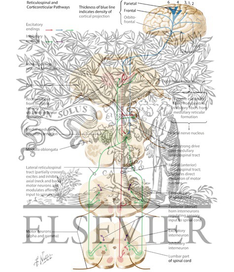 Reticulospinal and Corticoreticular Pathways