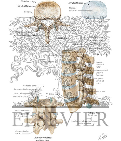Lumbar Vertebrae and Intervertebral Disc Spine: Osteology