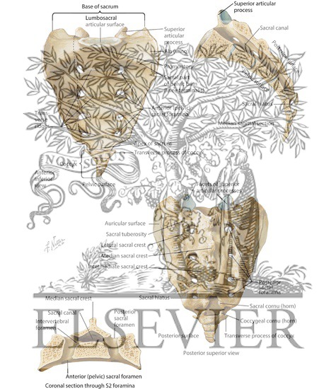 Sacrum and Coccyx Osteology