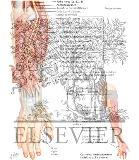 Radial Nerve in Forearm